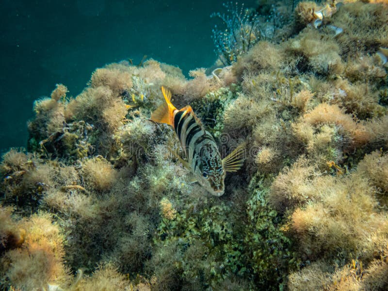 Painted Comber Serranus Scriba and East Atlantic Peacock Wrasse ...