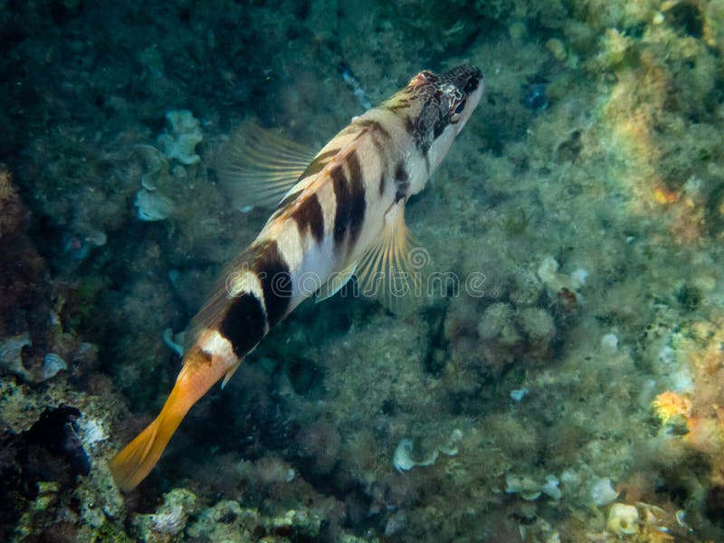 Painted Comber stock photo. Image of malta, subaqua - 157548296