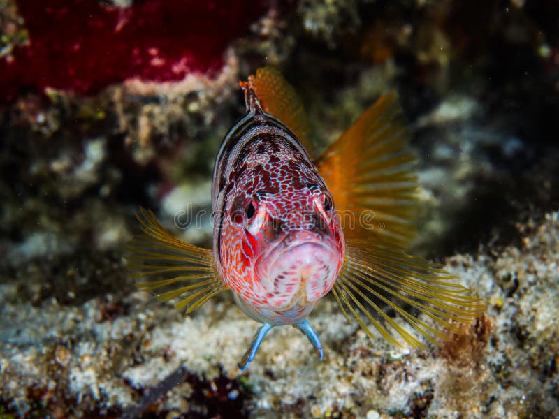 A Painted Comber Looking at the Camera of the Underwater Photographer ...
