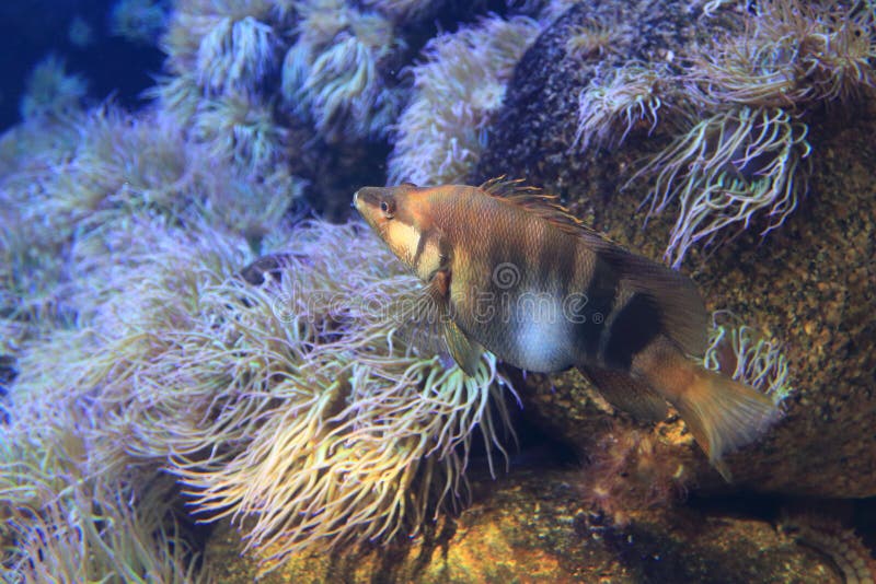 Painted Comber Face stock photo. Image of colorful, reef - 7767024