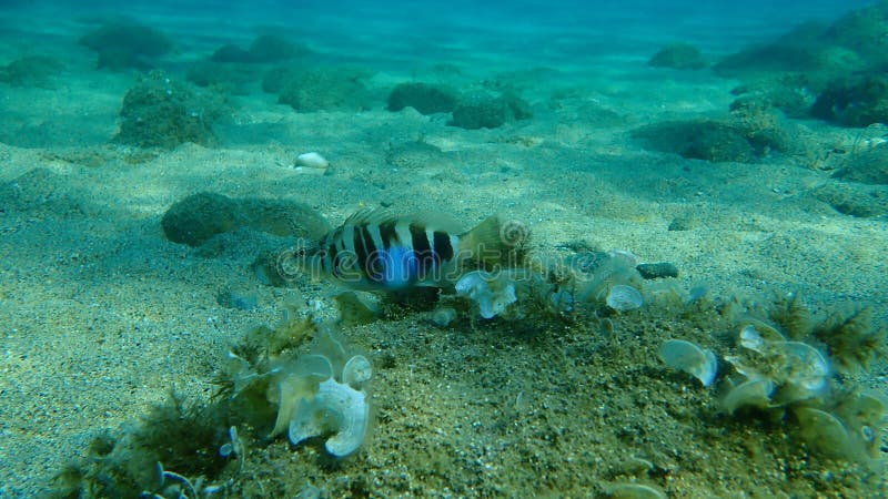 Painted Comber, Serranus Scriba, Undersea. Stock Photo - Image of ...