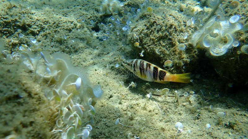 Painted Comber, Serranus Scriba, Undersea. Stock Image - Image of ...