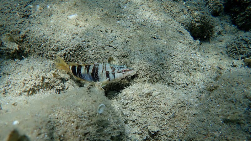 Painted Comber, Serranus Scriba, Undersea. Stock Image - Image of ...