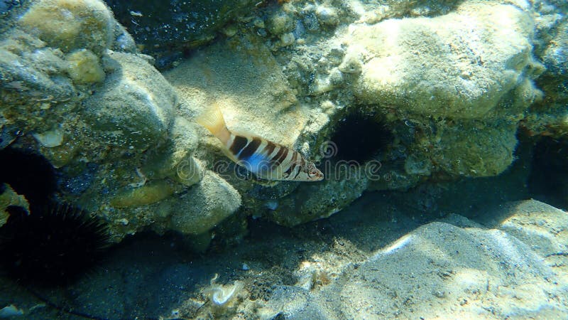 Painted Comber, Serranus Scriba, Undersea. Stock Image - Image of ...