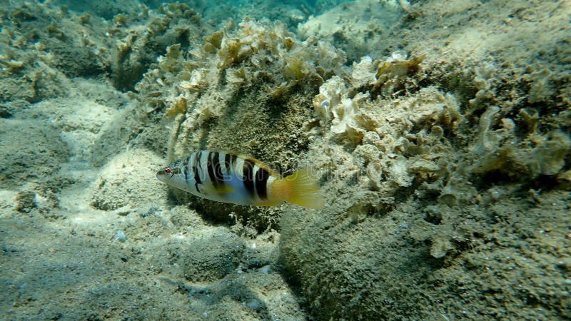 Painted Comber, Serranus Scriba, Undersea. Stock Image - Image of ...