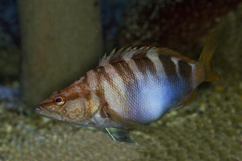 Serranus Scriba, Painted Comber. Stock Image - Image of halkidiki ...