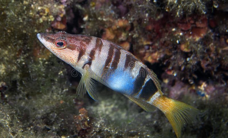 Sea Comber on a Mediterranean Reef Stock Image - Image of organism ...