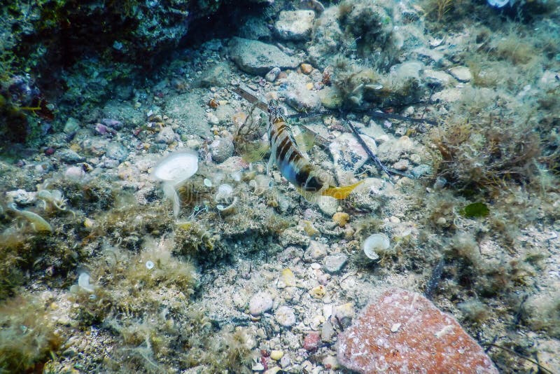 Sea Comber On A Mediterranean Reef Stock Image - Image of fish, painted ...