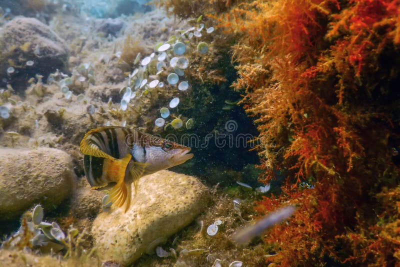 Sea Comber on a Mediterranean Reef Stock Image - Image of organism ...