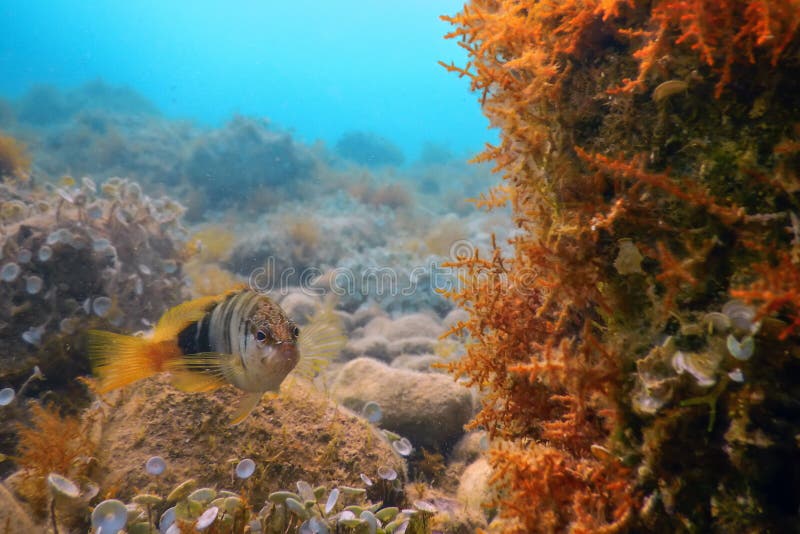 Sea Comber on a Mediterranean Reef Stock Image - Image of organism ...