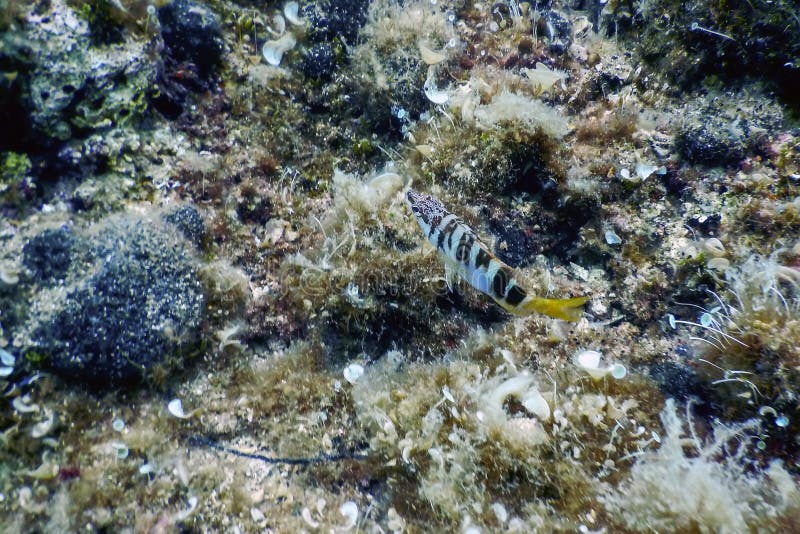 Sea Comber on a Mediterranean Reef Stock Image - Image of organism ...