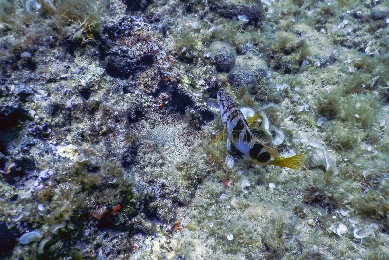 Sea Comber on a Mediterranean Reef Stock Image - Image of organism ...
