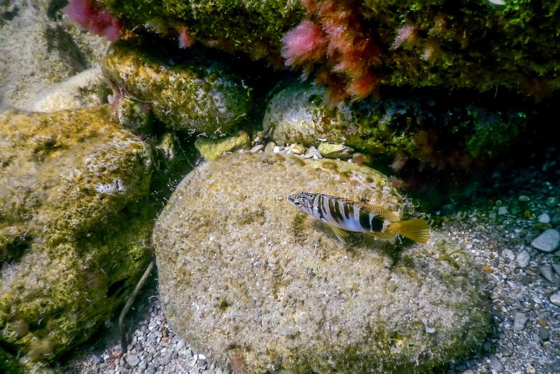 Sea Comber on a Mediterranean Reef Stock Image - Image of organism ...