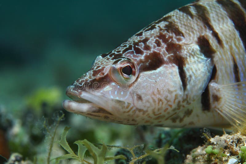 Sea Comber On A Mediterranean Reef Stock Image - Image of fish, painted ...