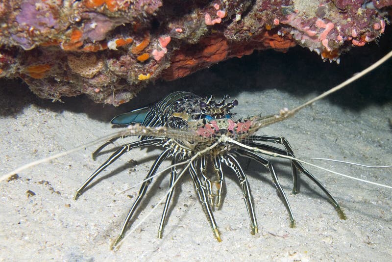 A painted Crayfish stock photo. Image of crayfish, panulirus - 2977100