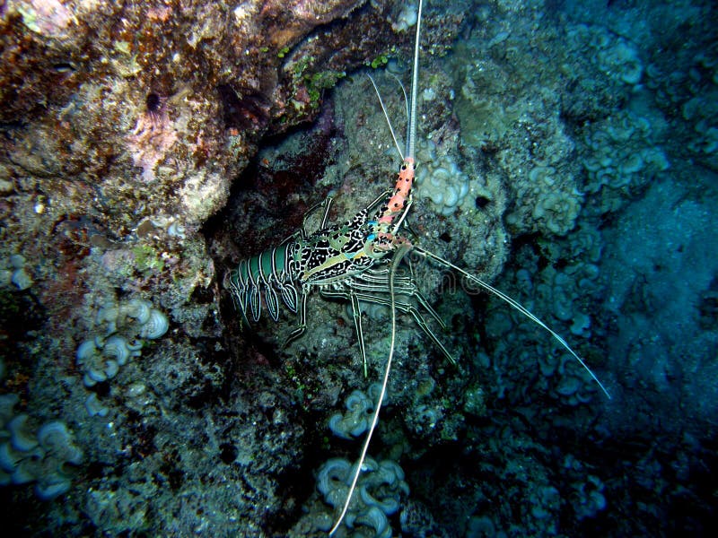 Painted Crayfish Lobster Fiji Stock Image - Image of arcatus, colorful ...