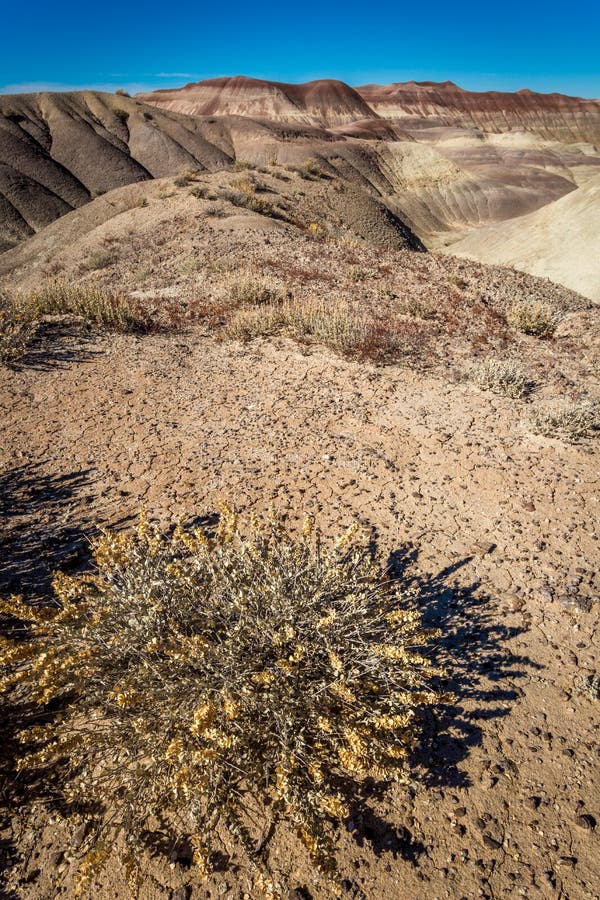 Painted Desert stock image. Image of monument, branch - 65831521