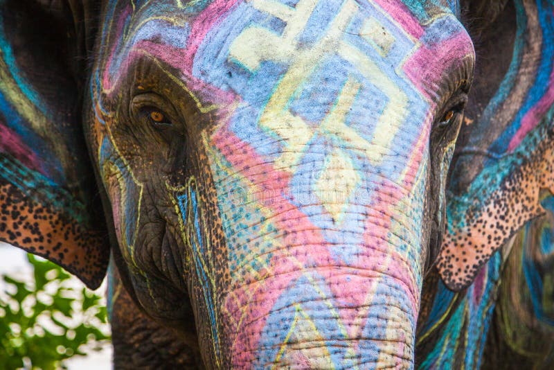 Painted with Different Colors Elephant Stock Photo - Image of colorful ...