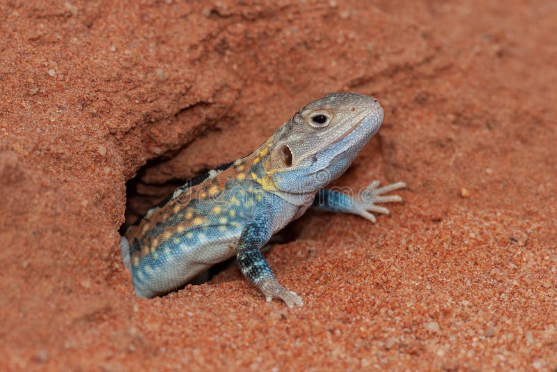 Painted Dragon stock image. Image of reptile, dragon - 243429595