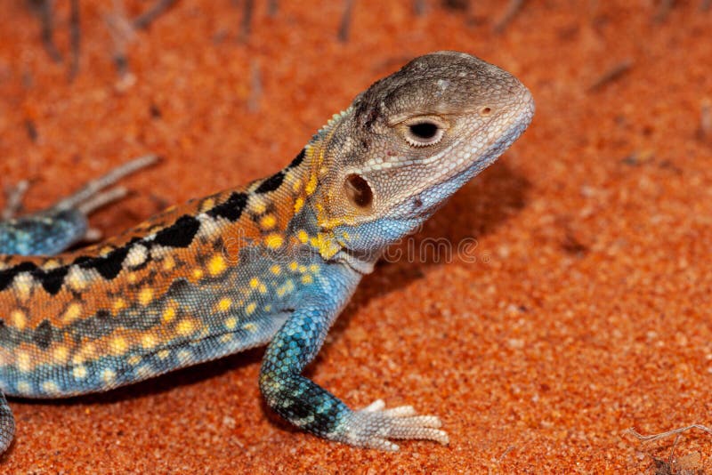 Painted Dragon stock photo. Image of lizard, painted - 243429584