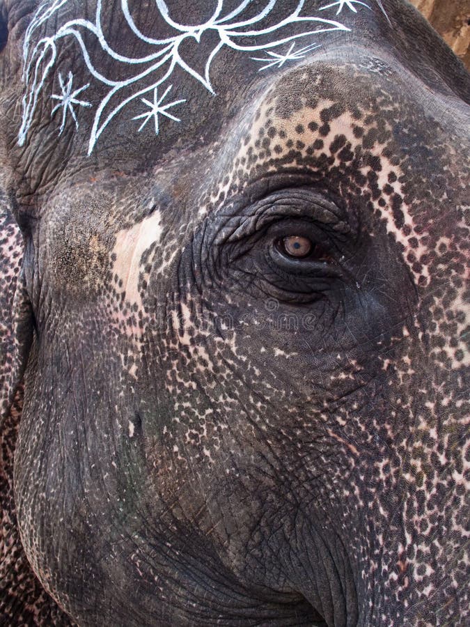 Painted Elephant s Face stock image. Image of festival - 8622407