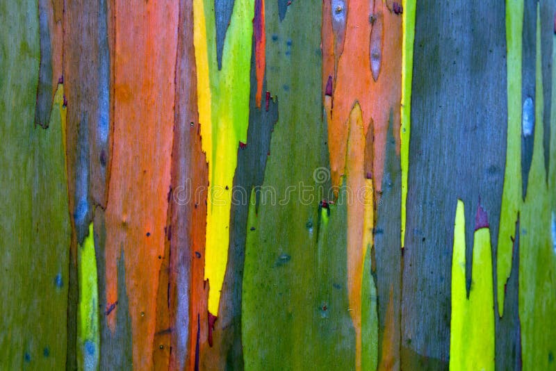 Rainbow Painted Eucalyptus (Gum) Tree Bark Background Stock Image ...