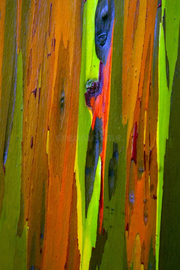 Rainbow Painted Eucalyptus Tree Bark Close Up Stock Image - Image of ...