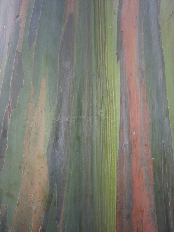 Painted Eucalyptus Tree stock photo. Image of painted - 52859068
