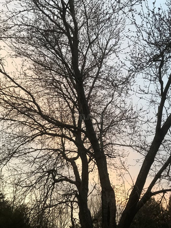 Painted Evening Sunset Seen through the Trees Stock Image - Image of ...