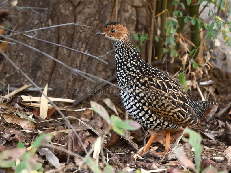 Painted Francolin in Forest Stock Photo - Image of bird, plant: 207019584