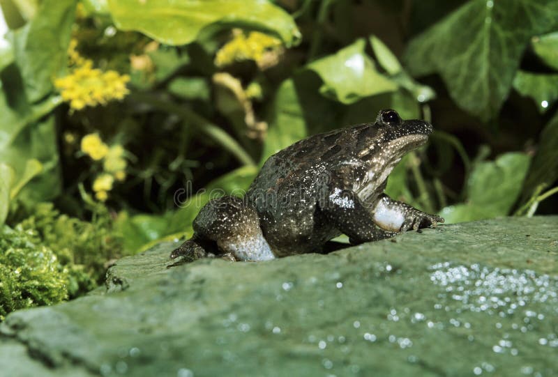 Painted Frog, Discoglossus Pictus Stock Image - Image of toad, length ...