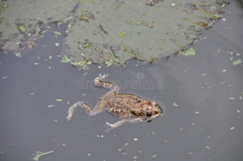 Painted Frog (Kaloula Taprobanica) Stock Image - Image of amphibian ...