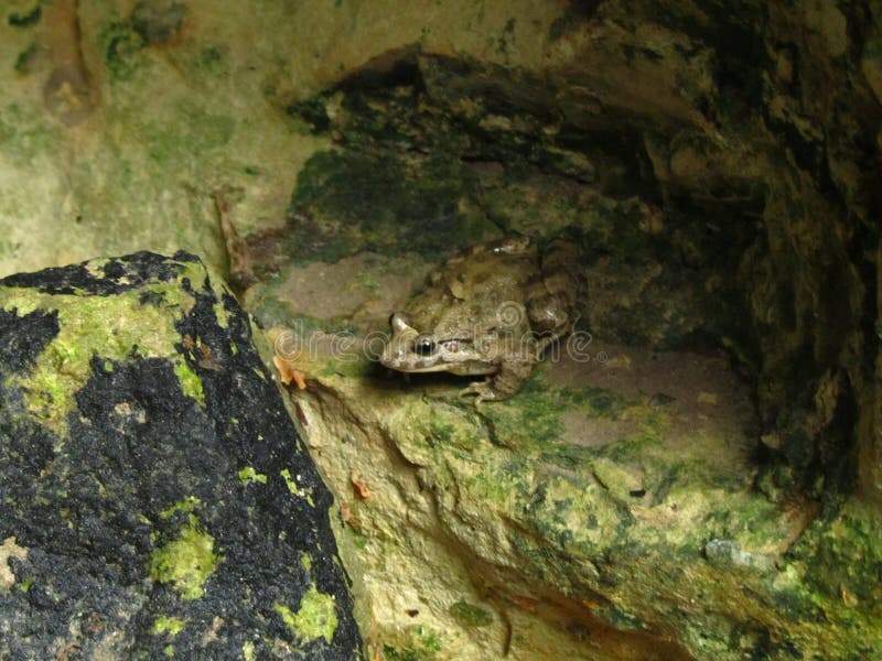 Painted Frog Sitting on a Piece of Rock Stock Photo - Image of life ...