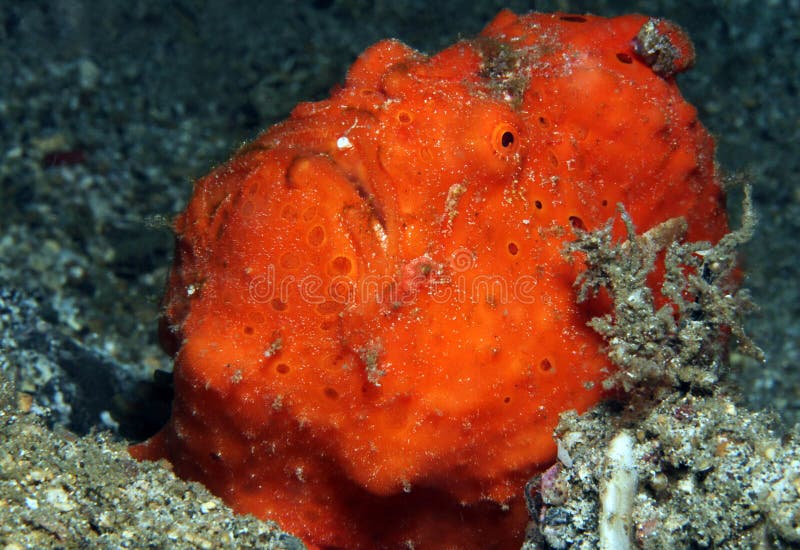 Red Painted Frogfish stock image. Image of frogfish, north - 33332195