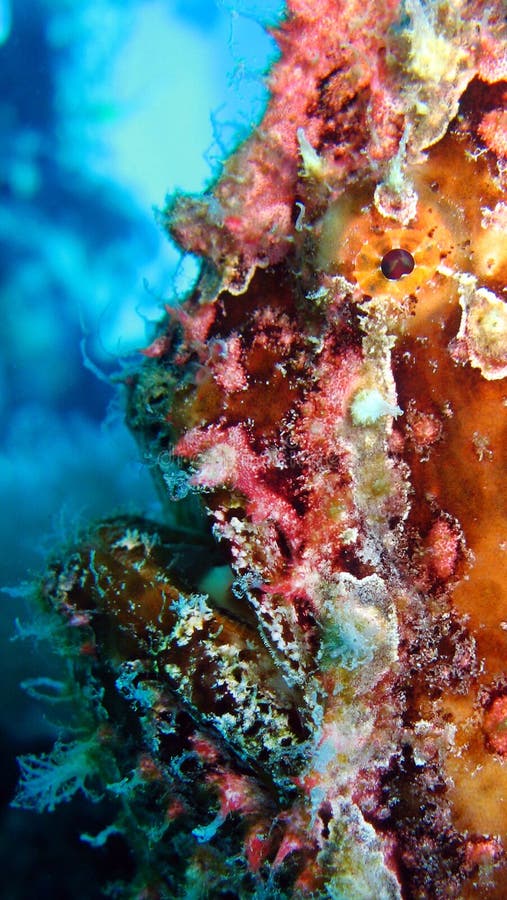 Painted Frogfish or Anglerfish,Antennarius Pictus Stock Image - Image ...