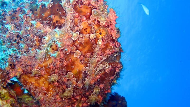Painted Frogfish or Anglerfish,Antennarius Pictus Stock Photo - Image ...