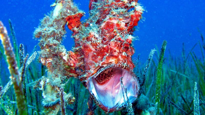 Painted Frogfish or Anglerfish,Antennarius Pictus Stock Photo - Image ...