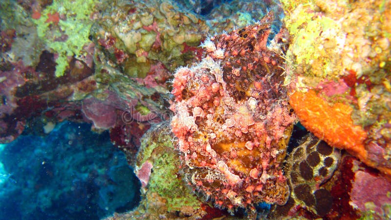 Painted Frogfish or Anglerfish,Antennarius Pictus Stock Photo - Image ...