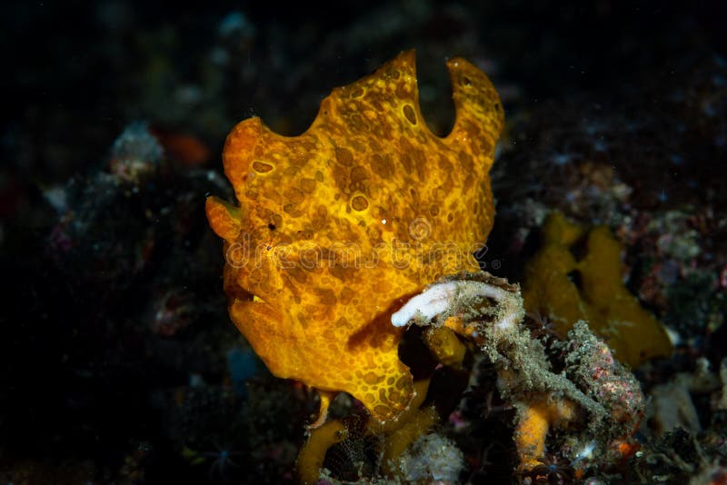 Painted Frogfish Antennarius Pictus Stock Image - Image of taxon ...