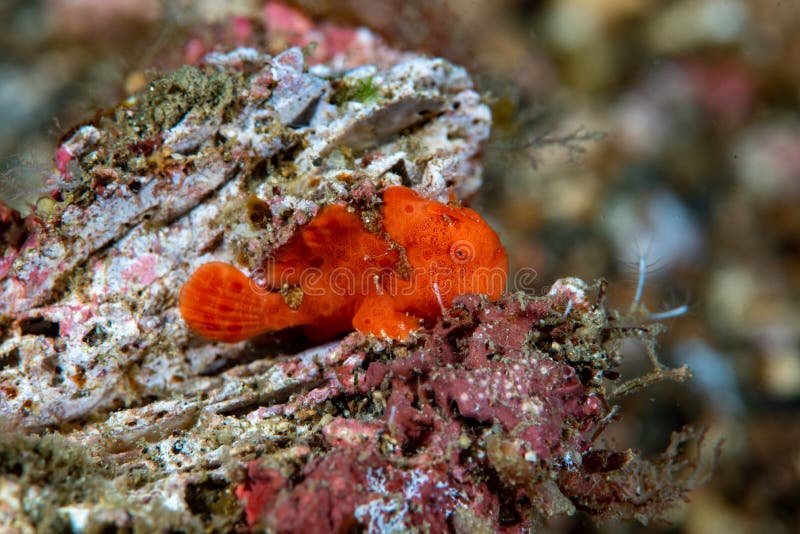 Painted Frogfish Antennarius Pictus Stock Photo - Image of lembeh, fish ...