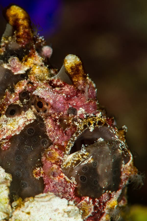 Painted Frogfish Fish Head on Coral Stock Photo - Image of ampat ...
