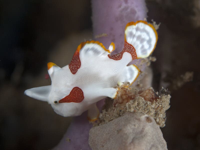 Painted Frogfish stock photo. Image of painted, manado - 33093676