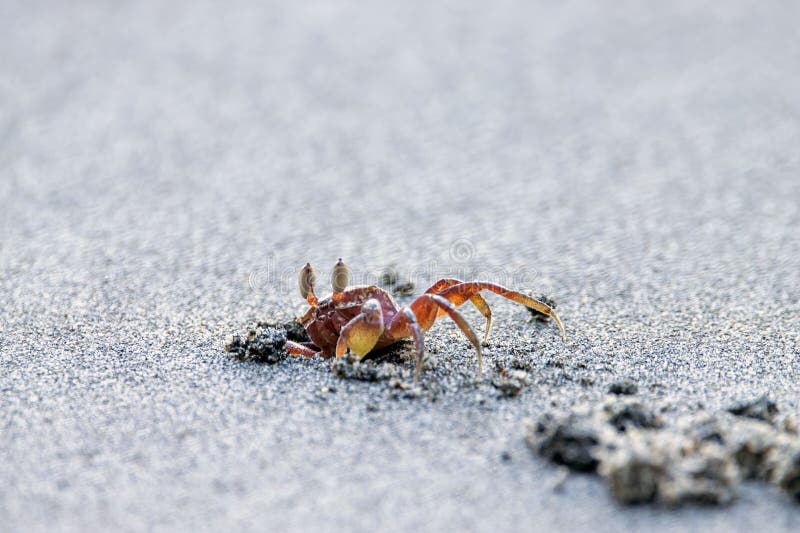 Painted Ghost Crab Stock Photos - Free & Royalty-Free Stock Photos from ...
