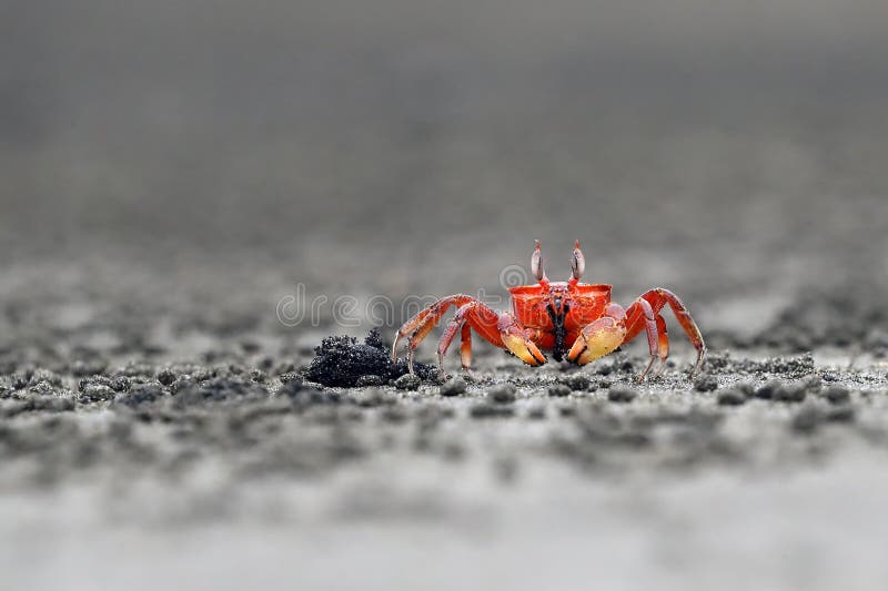 Painted Ghost Crab Stock Photos - Free & Royalty-Free Stock Photos from ...