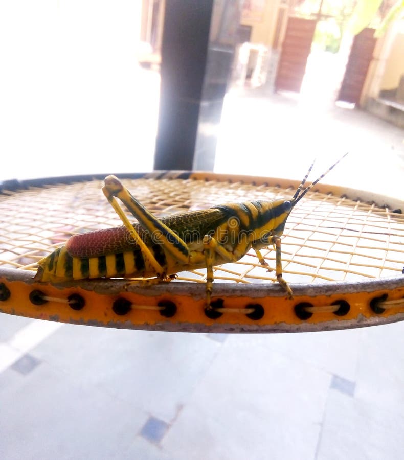 Painted Grasshopper in Nature. Macro Stock Image - Image of horizontal ... Painted Grasshopper in Nature. Macro Stock Image - Image of horizontal ...
