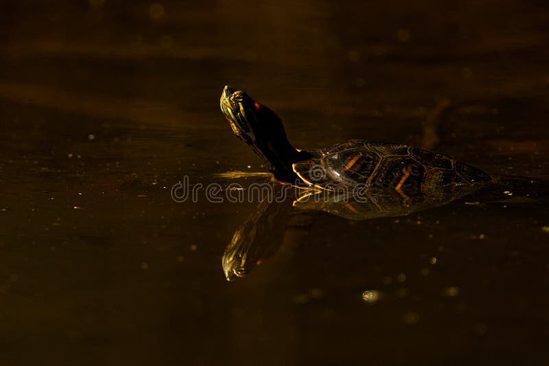 Painted Janus stock image. Image of tortoise, water - 102652833
