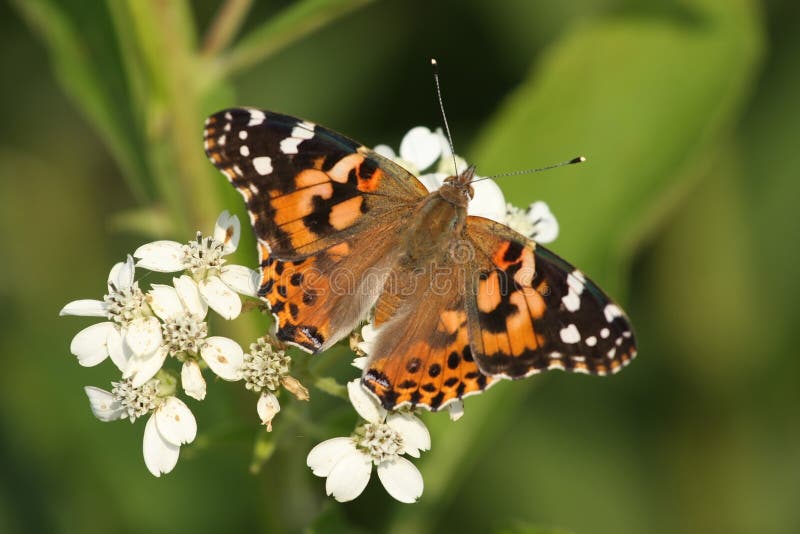 Butterfly (Painted Lady) stock photo. Image of nymphalidae - 5898716