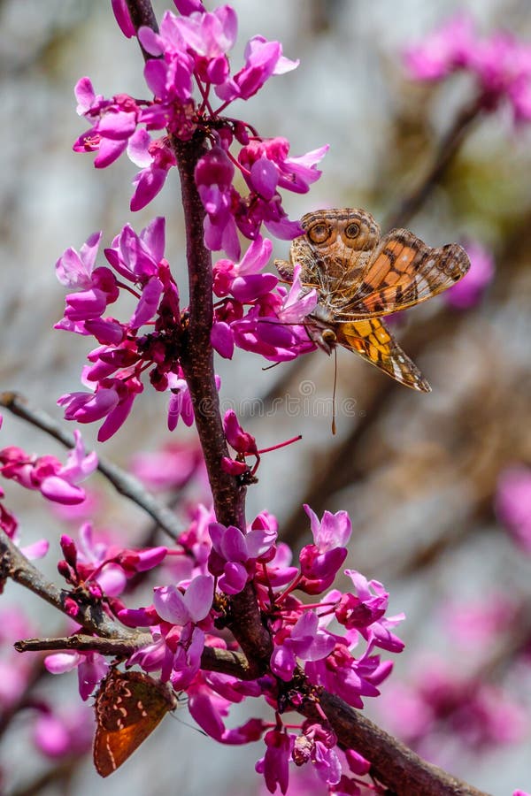 Painted Lady Butterflies stock image. Image of lady, wildlife - 88349091