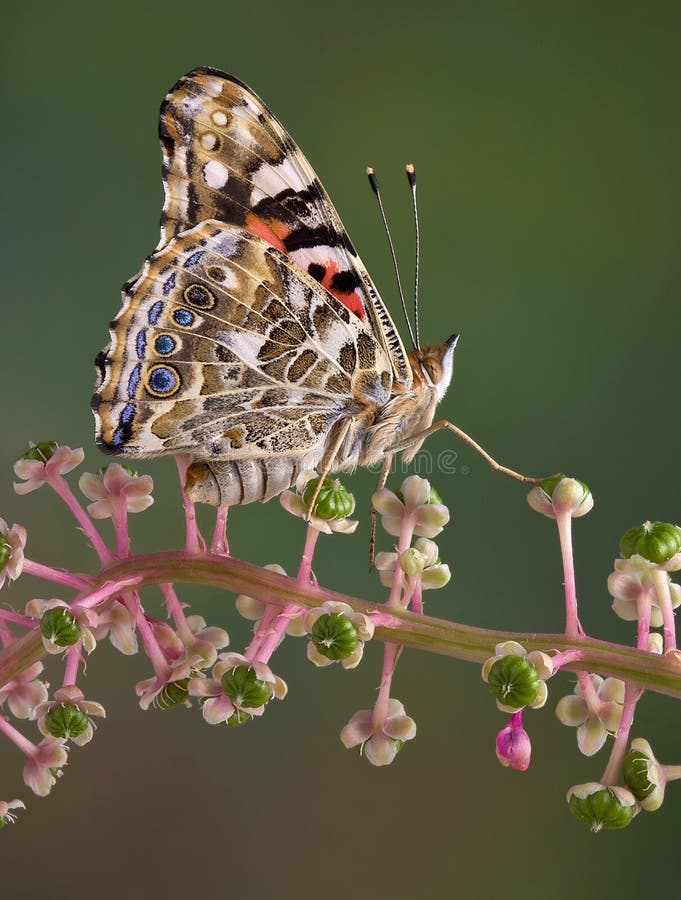 Butterfly (Painted Lady) stock photo. Image of nymphalidae - 5898716