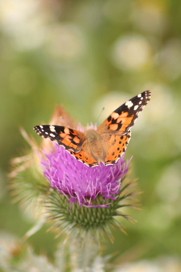 4_butterflies_01 stock photo. Image of wing, colours - 12341212